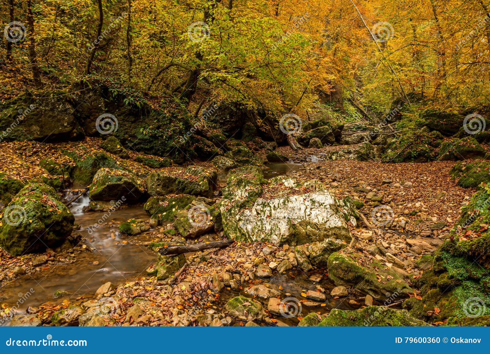Autumn forest with creek stock photo. Image of ecology - 79600360