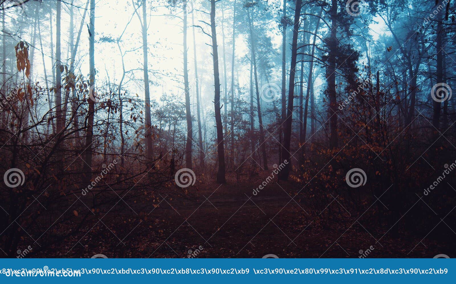 Autumn forest at dawn stock image. Image of high, tree - 203379487