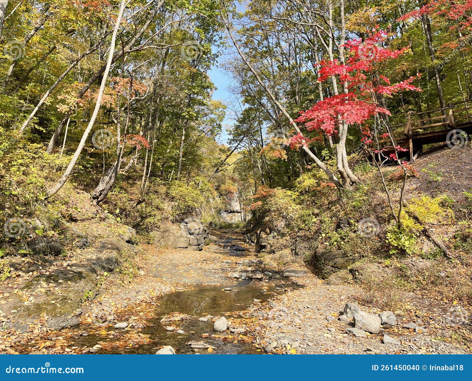 Autumn Forest in the Decay of the Kravtsovsky Spring. Khasansky ...