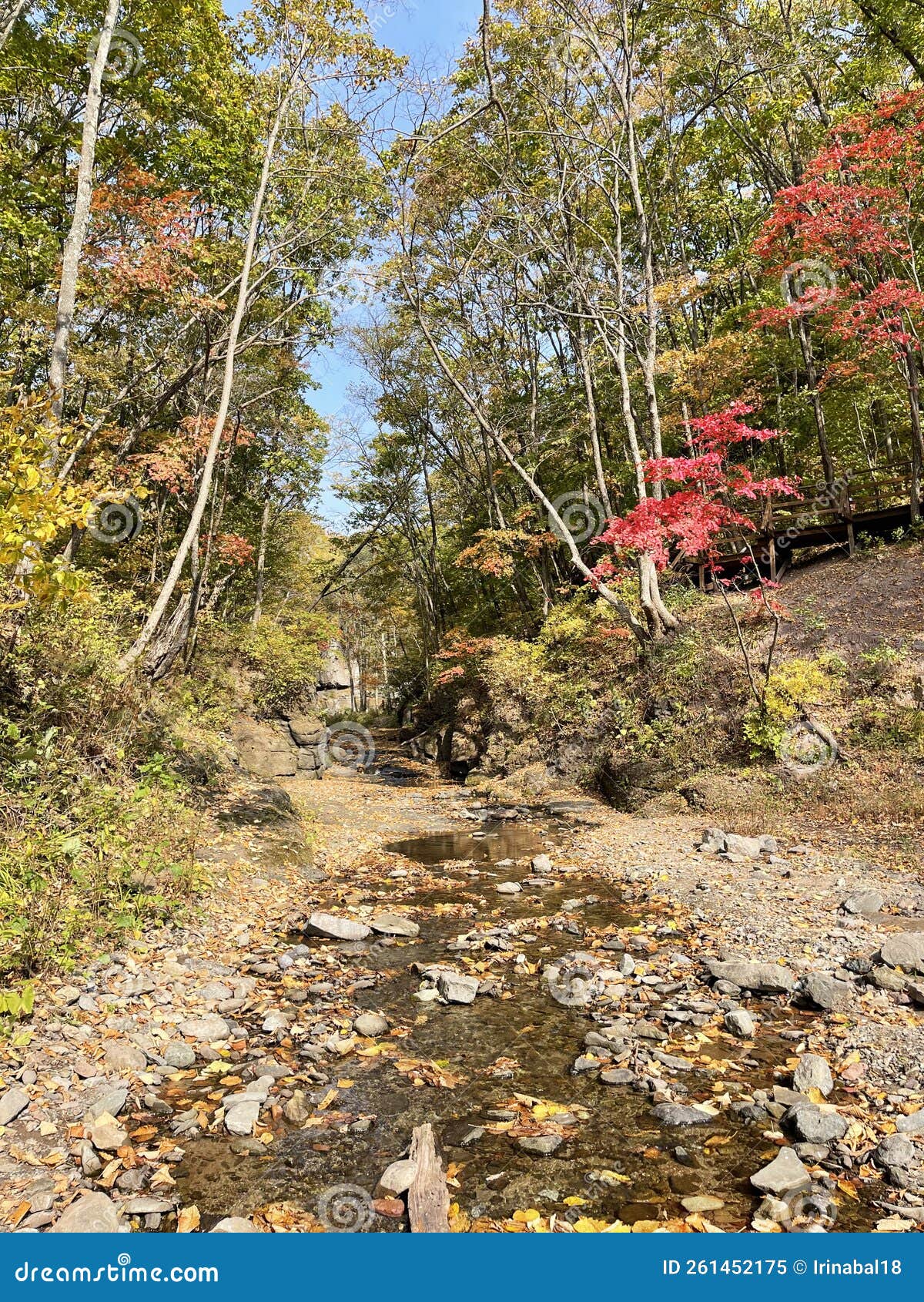Autumn Forest in the Decay of the Kravtsovsky Spring. Khasansky ...