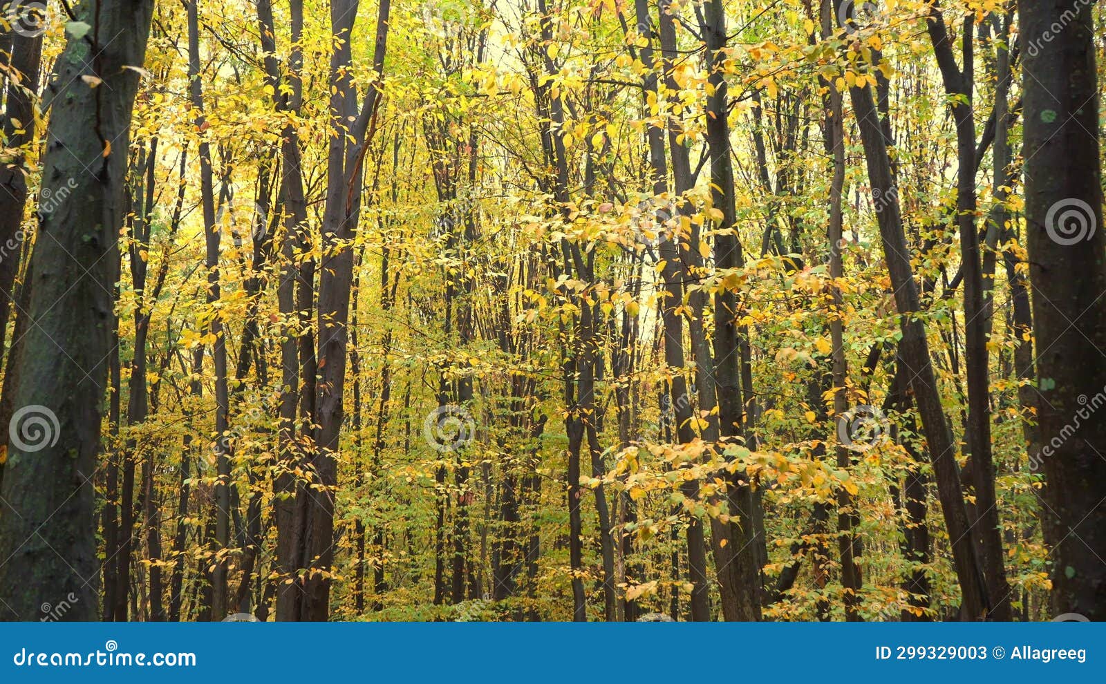 Autumn Forest. Deciduous Trees in a Mixed Forest. Hornbeam and Beech ...