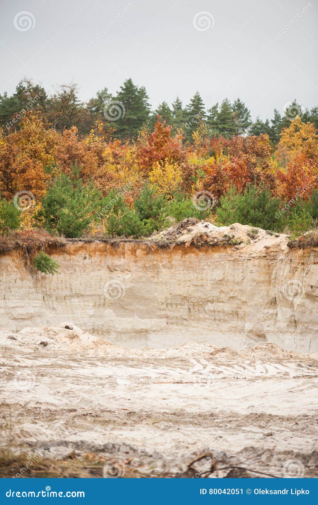 Autumn Forest. Deep in the Wood Stock Image - Image of nature, fall ...