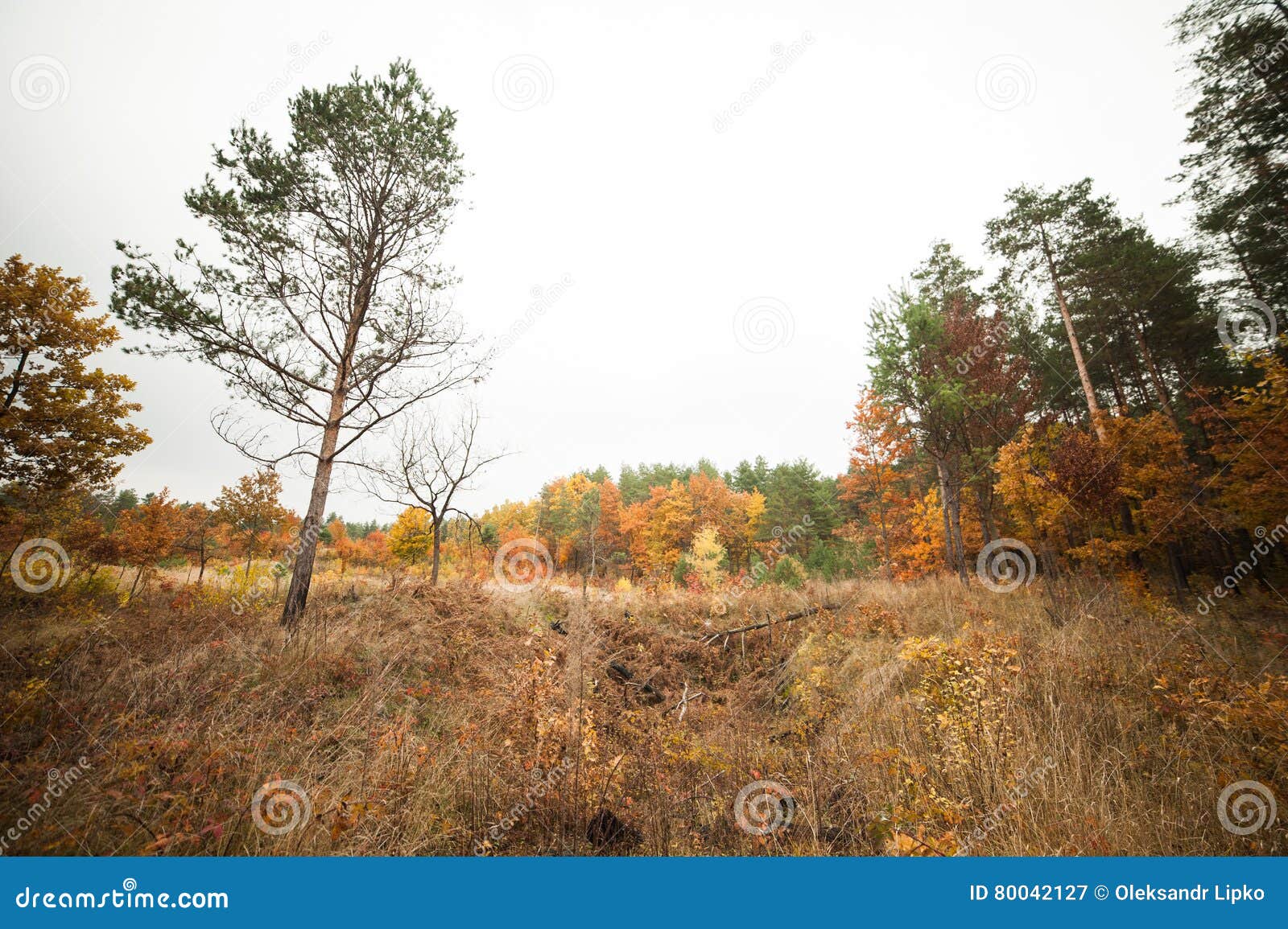 Autumn Forest. Deep in the Wood Stock Image - Image of beauty, morning ...