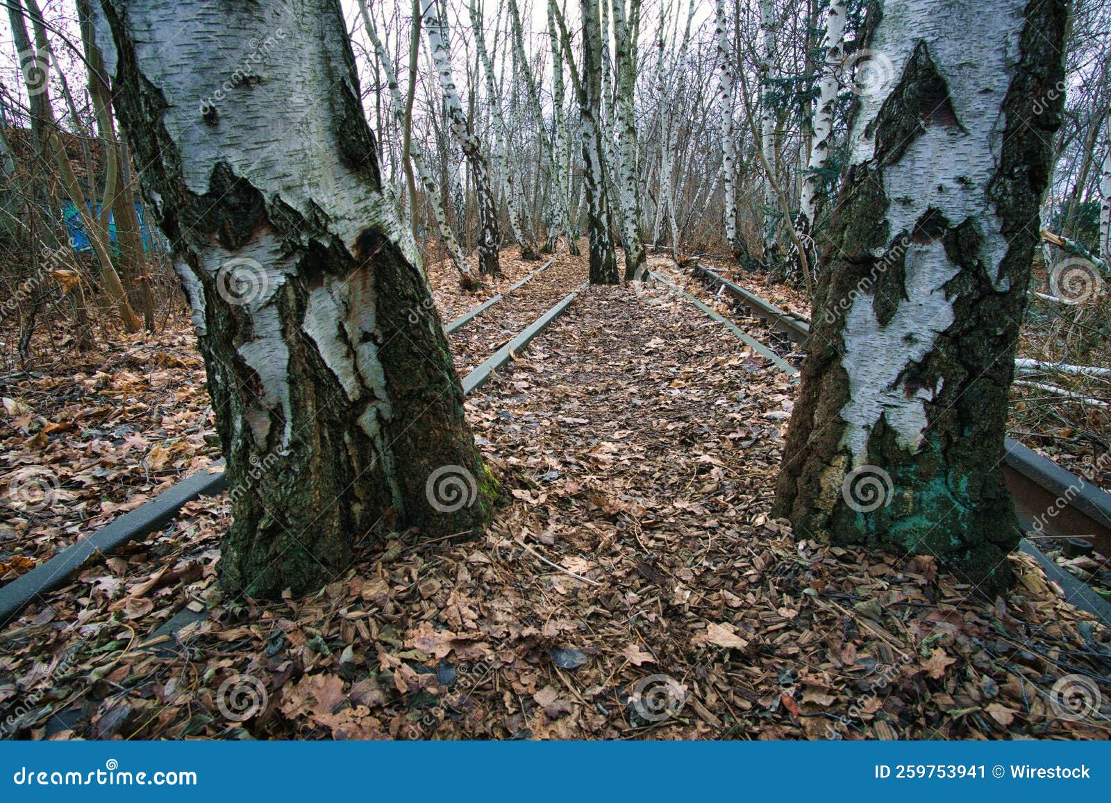 Autumn Forest with Dense Vegetation. Birch Trees Bark Stock Image ...