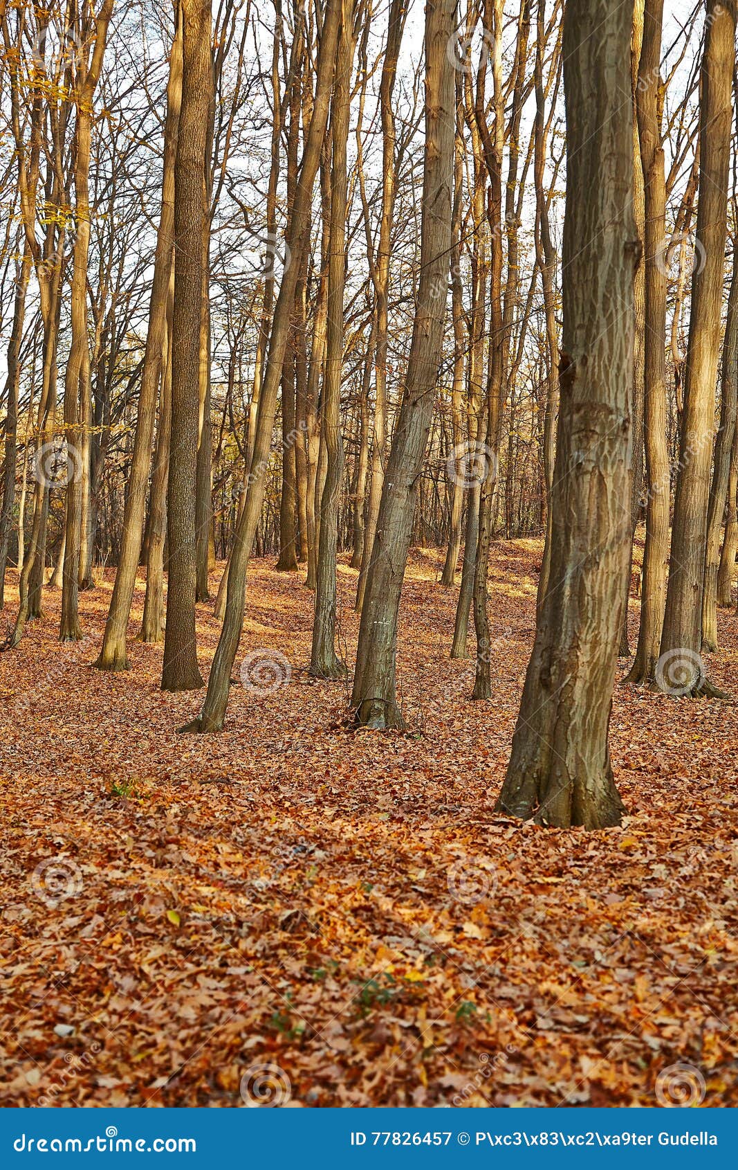 Autumn Forest Detail stock image. Image of outdoor, natural - 77826457