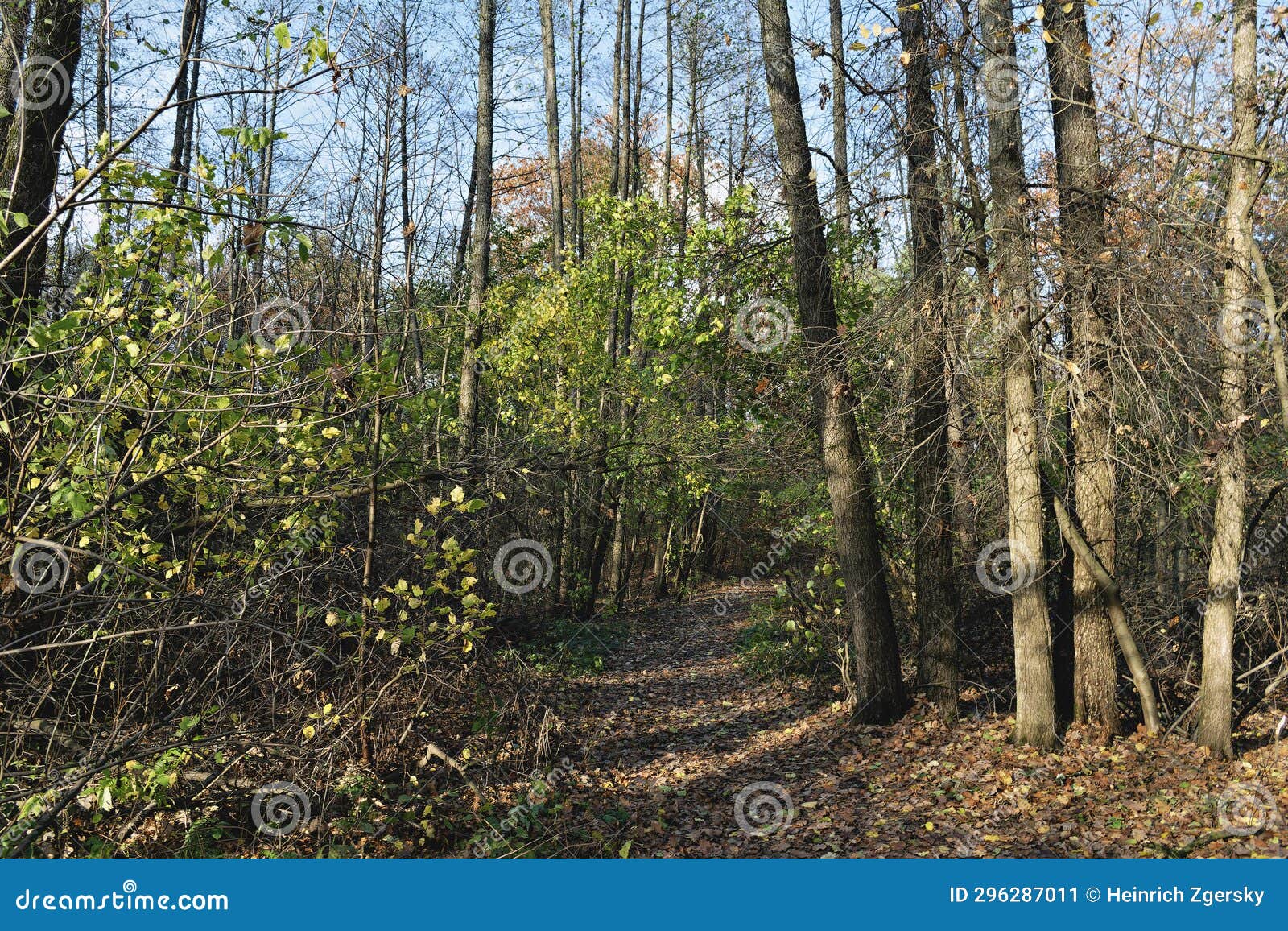 Autumn Forest in Early November Stock Image - Image of grove ...