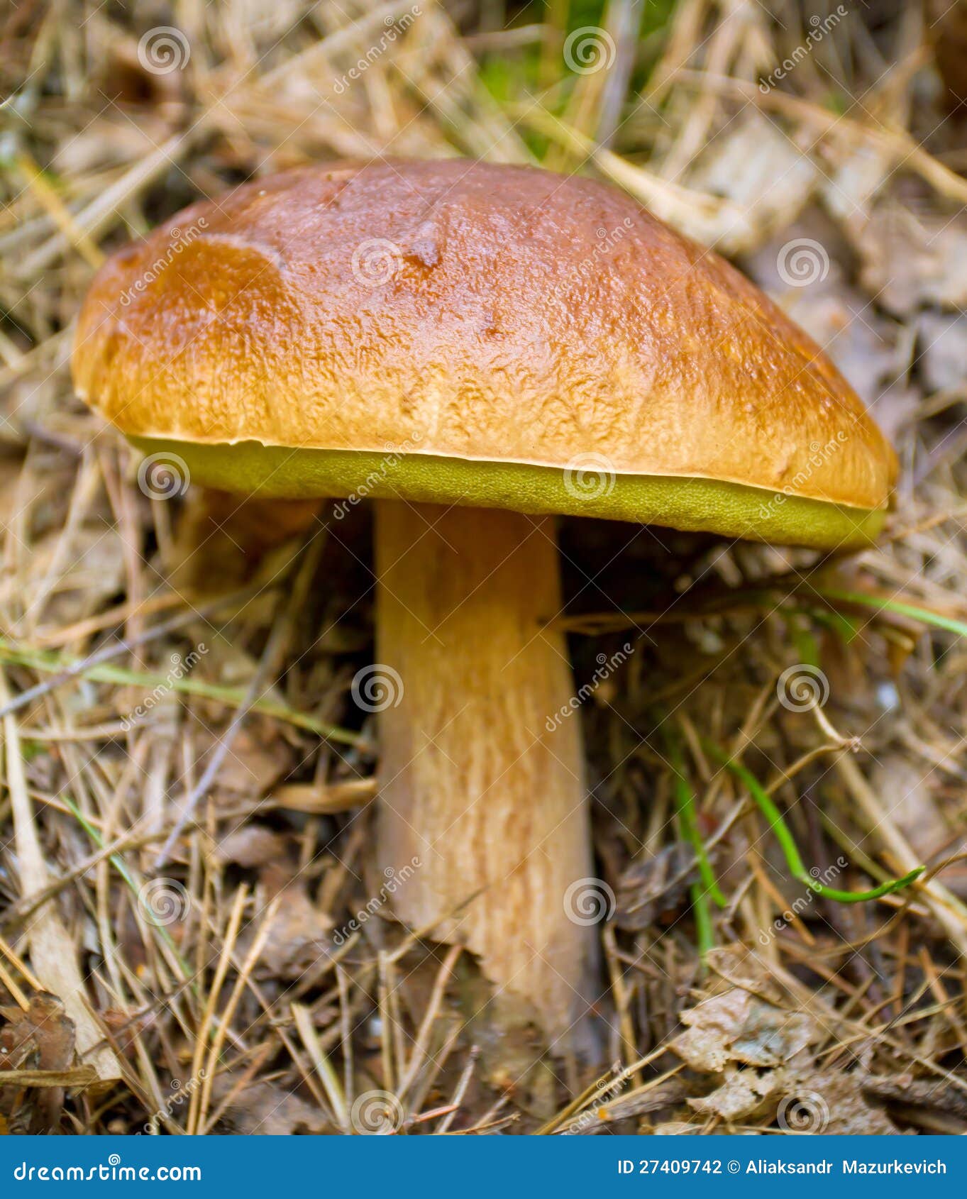 Autumn Forest Eatable Mushroom Stock Photo - Image of delicacy, cooking ...