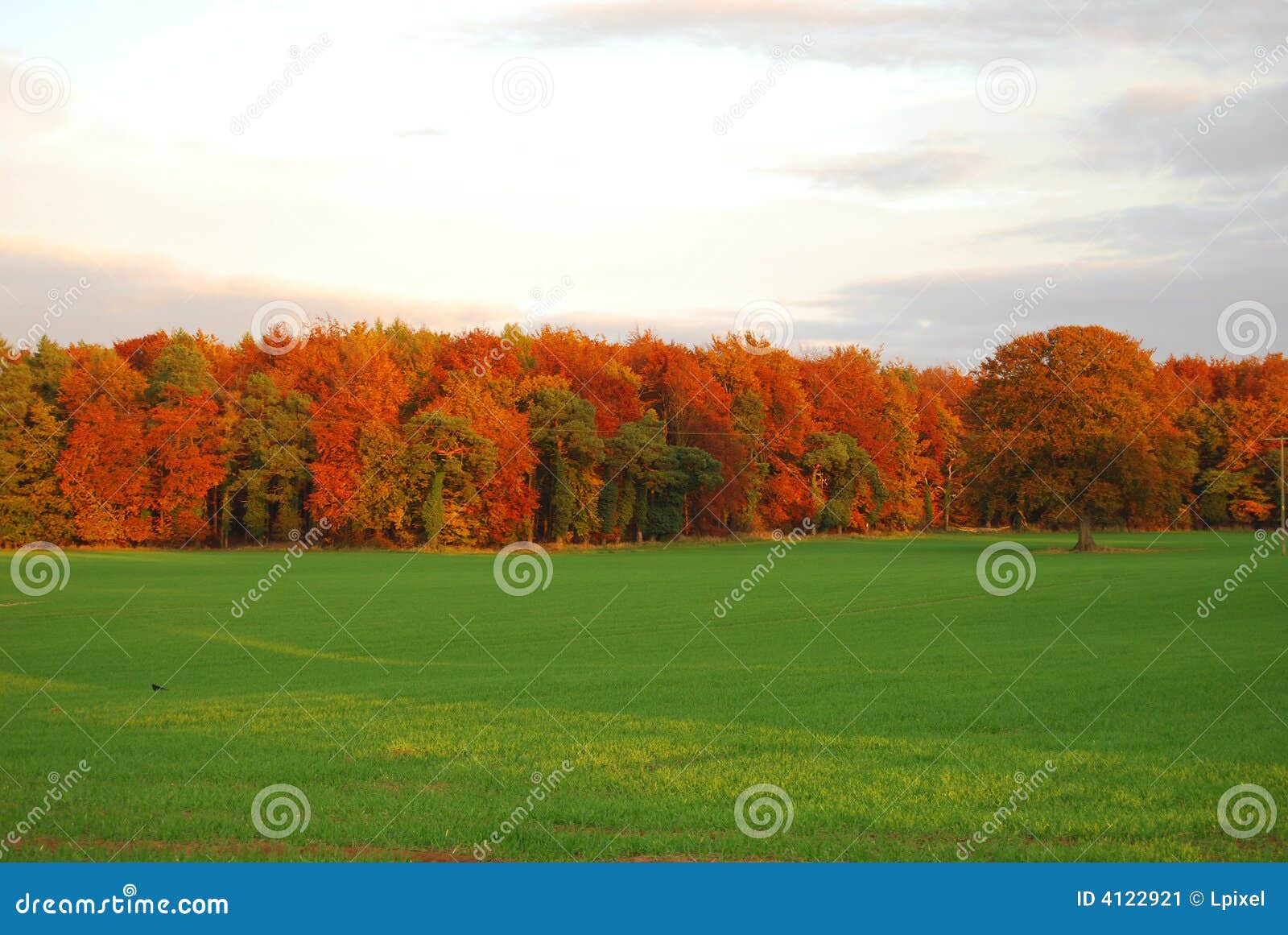 Autumn forest edge stock image. Image of trees, forest - 4122921