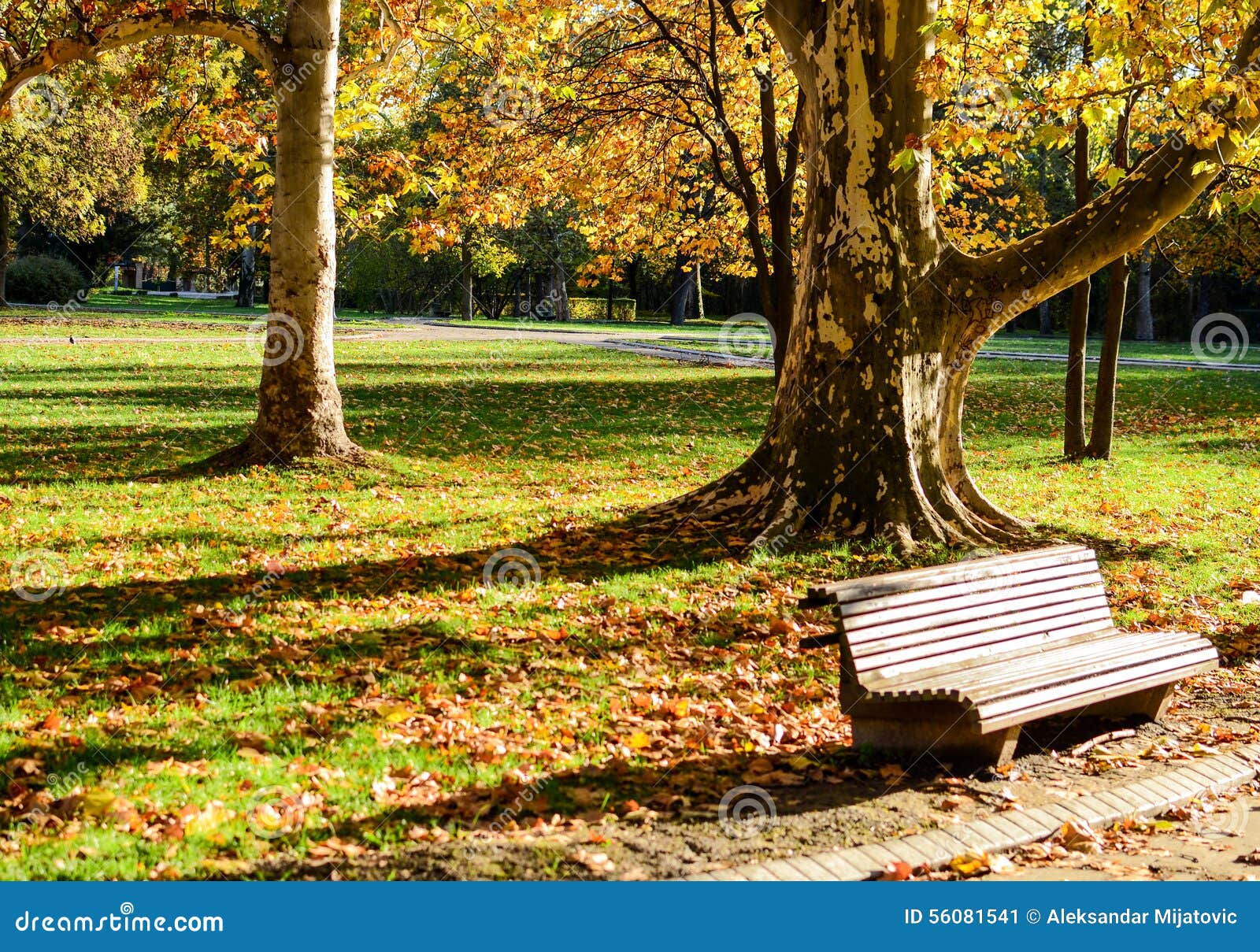 Autumn Forest and Empty Bench in Park Stock Image - Image of ...