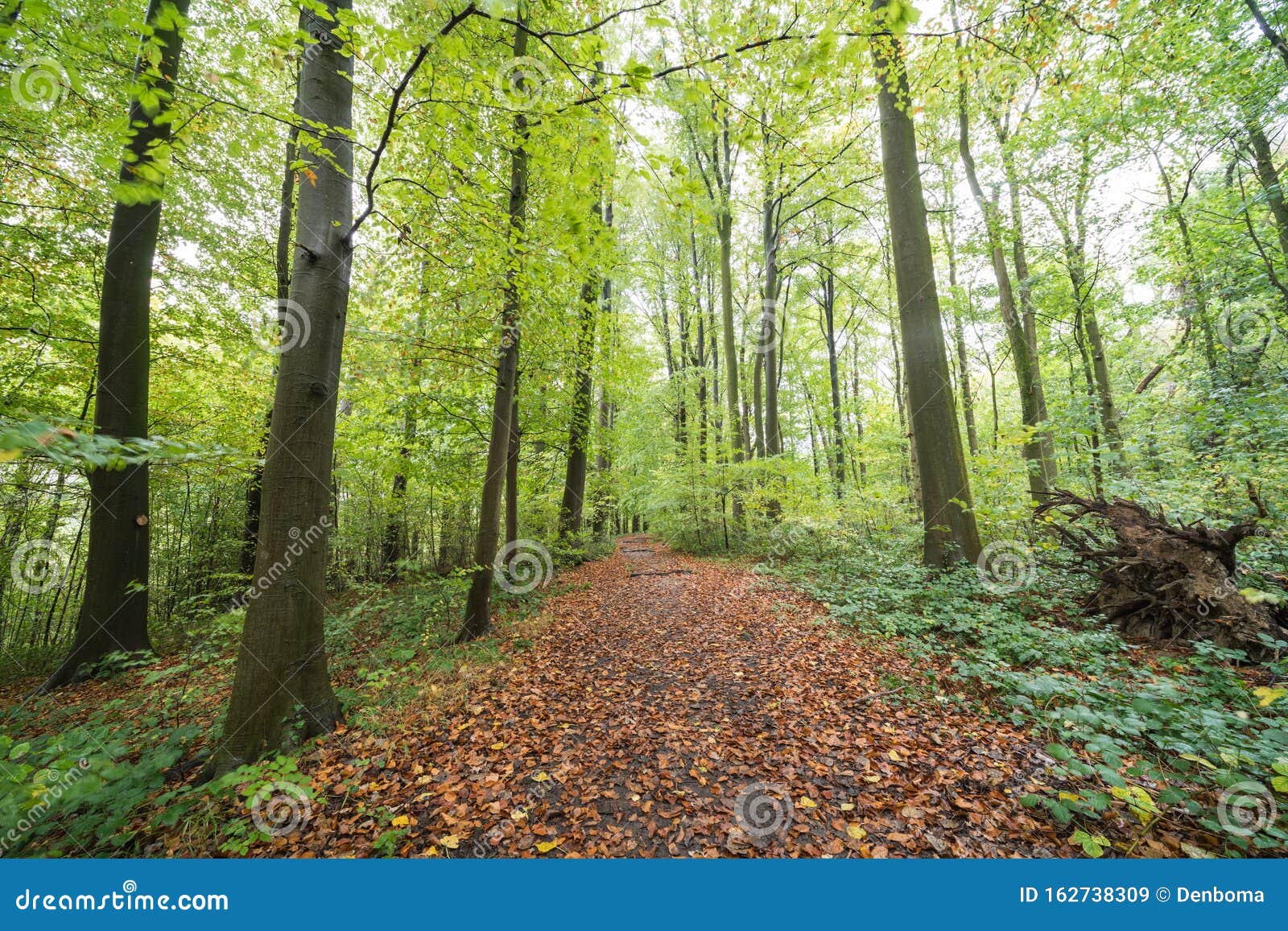 Autumn in the forest stock image. Image of wood, bright - 162738309