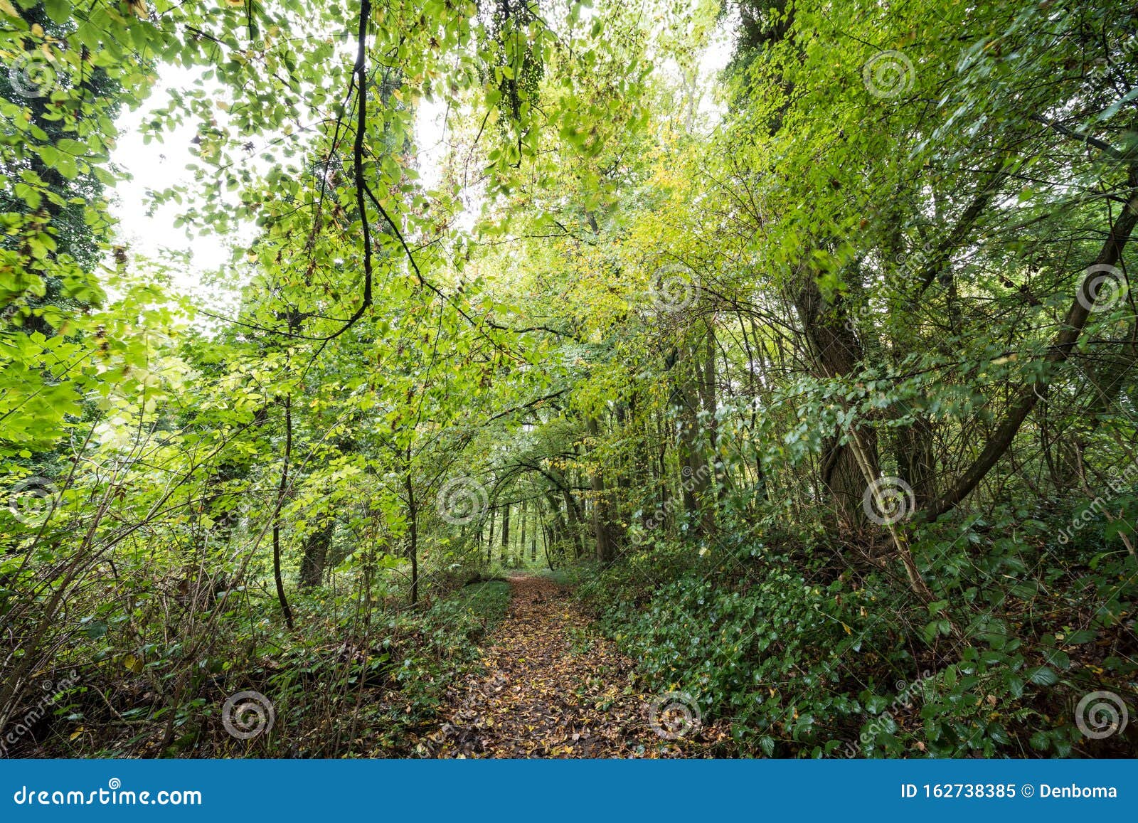 Autumn in the forest stock image. Image of summer, leaves - 162738385