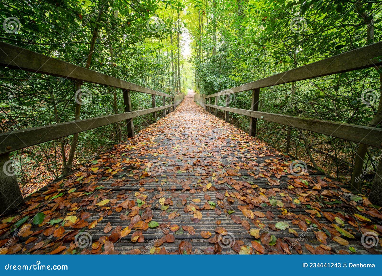 Autumn in the forest stock image. Image of orange, amazing - 234641243