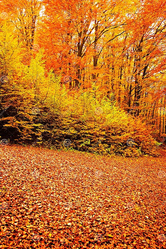 Autumn forest fall nature stock photo. Image of trees - 15817716