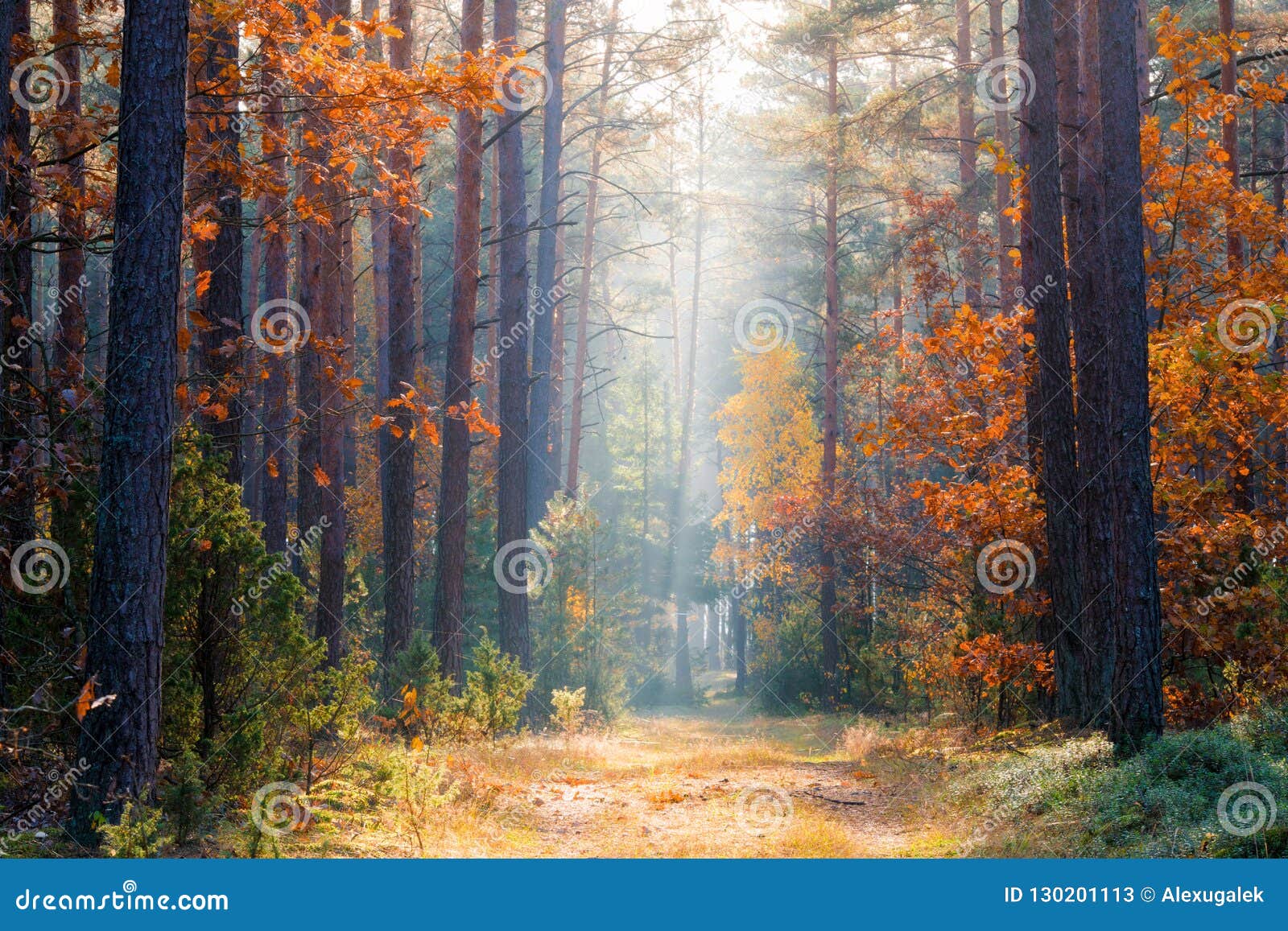 Fall Forest. Autumn Forest with Sunlight Editorial Stock Photo - Image ...