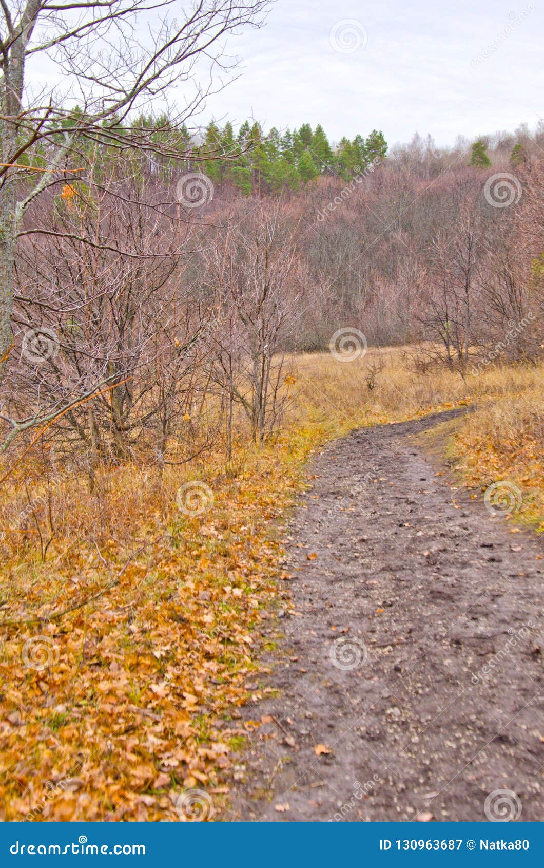 Autumn Forest Fallen Leaves and Bare Trees, Path Stock Image - Image of ...