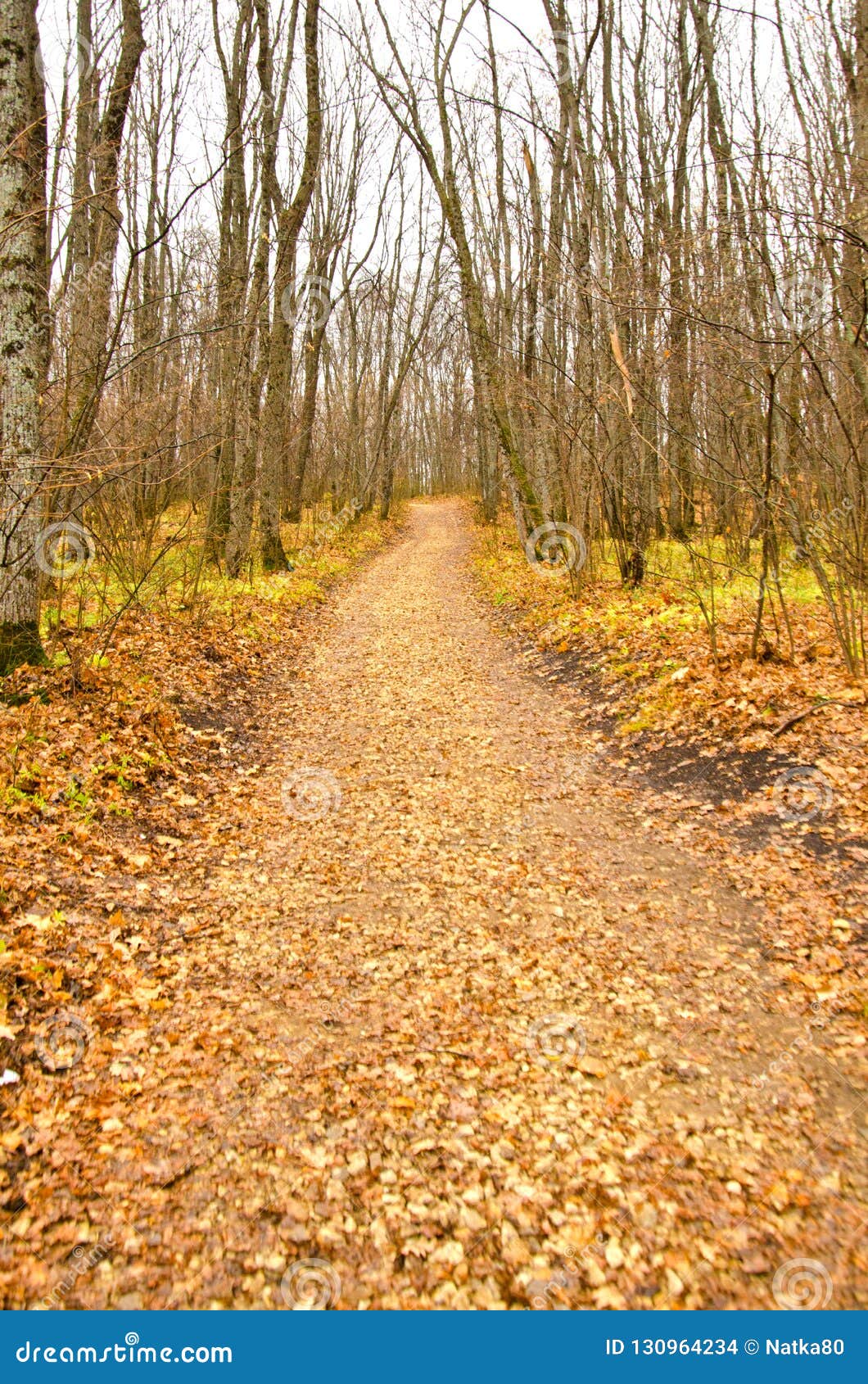 Autumn Forest Fallen Leaves and Bare Trees, Path Stock Photo - Image of ... Autumn Forest Fallen Leaves and Bare Trees, Path Stock Photo - Image of ...