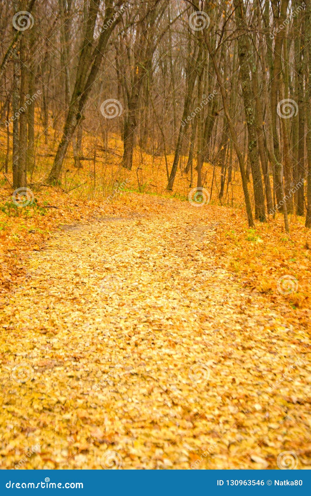 Autumn Forest Fallen Leaves and Bare Trees, Path Stock Photo - Image of ...