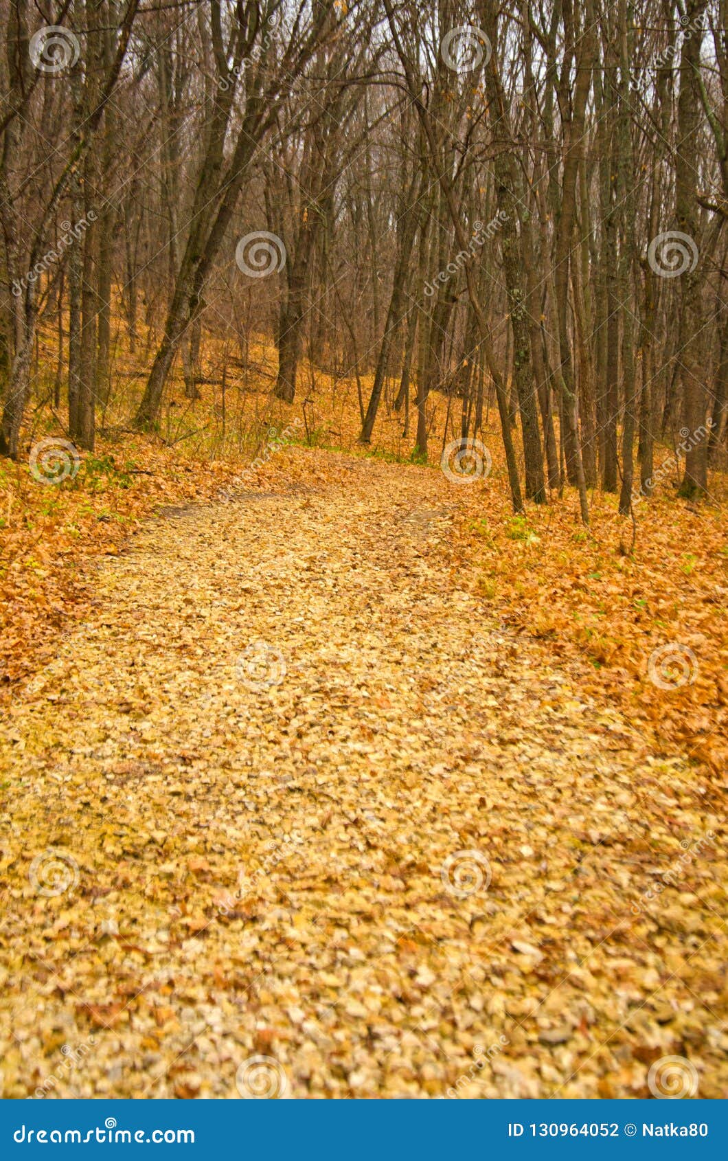 Autumn Forest Fallen Leaves and Bare Trees, Path Stock Photo - Image of ...