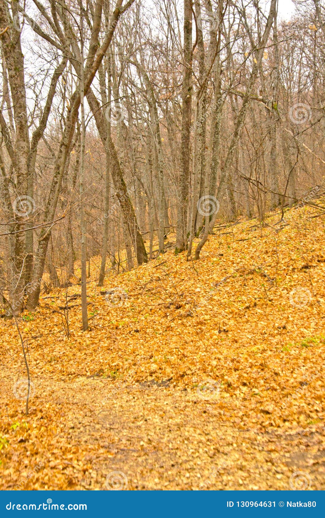 Autumn Forest Fallen Leaves and Bare Trees, Path Stock Image - Image of ...