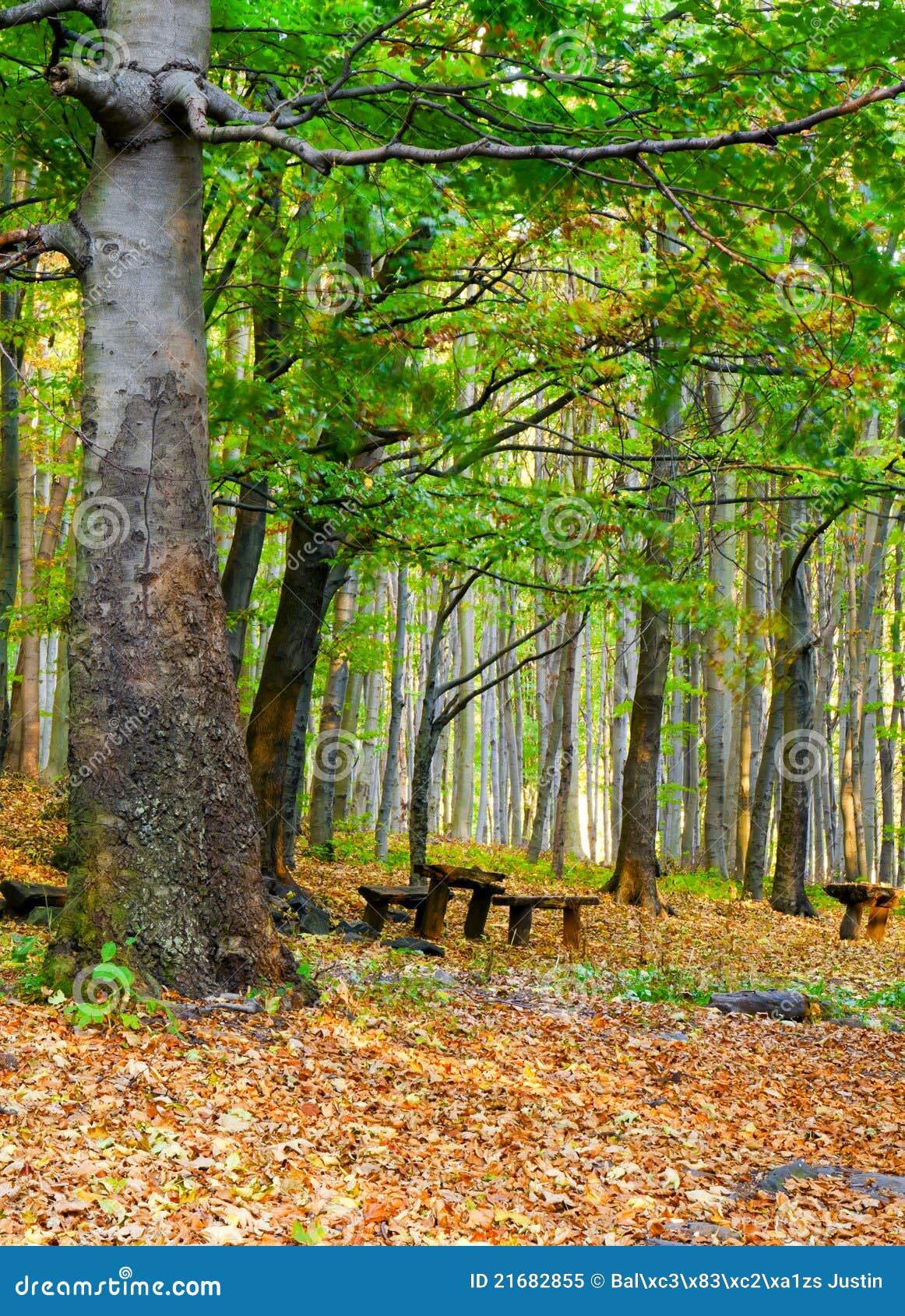 Autumn Forest, Fallen Leaves and Resting Benches. Stock Image - Image ...