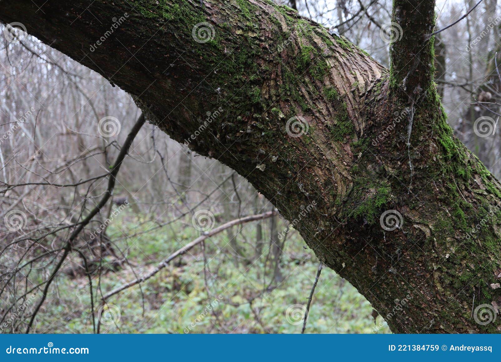 Dead Fallen Tree in Closeup Stock Image - Image of dead, trees: 221384759