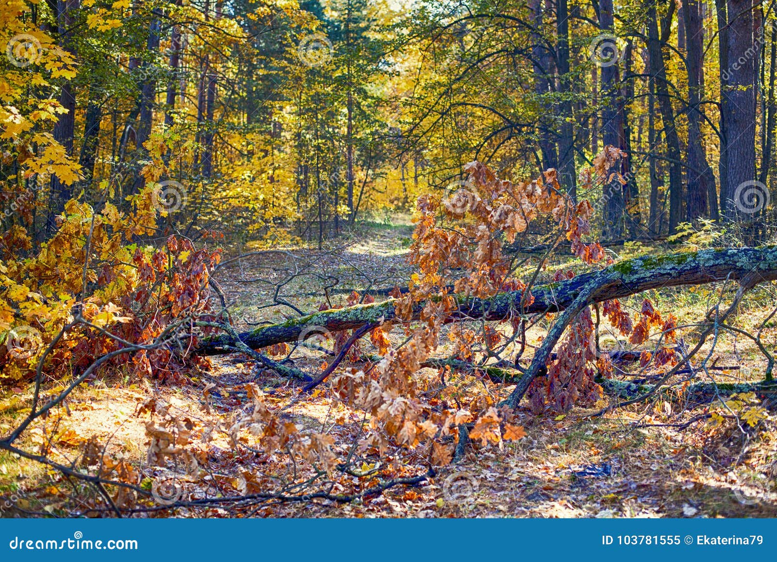 Autumn Forest. Fallen Tree on Path. Stock Image - Image of maple ...