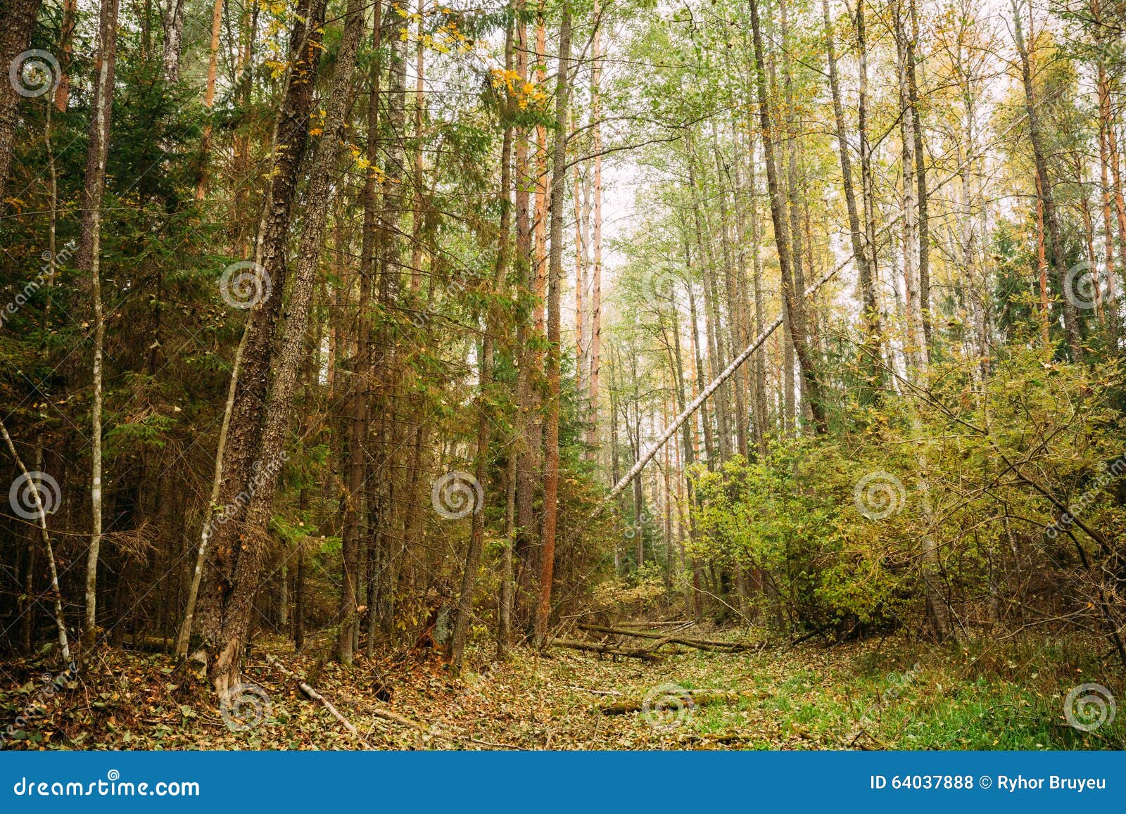 Autumn Forest. Fallen Trees in Coniferous Forest Stock Photo - Image of ...