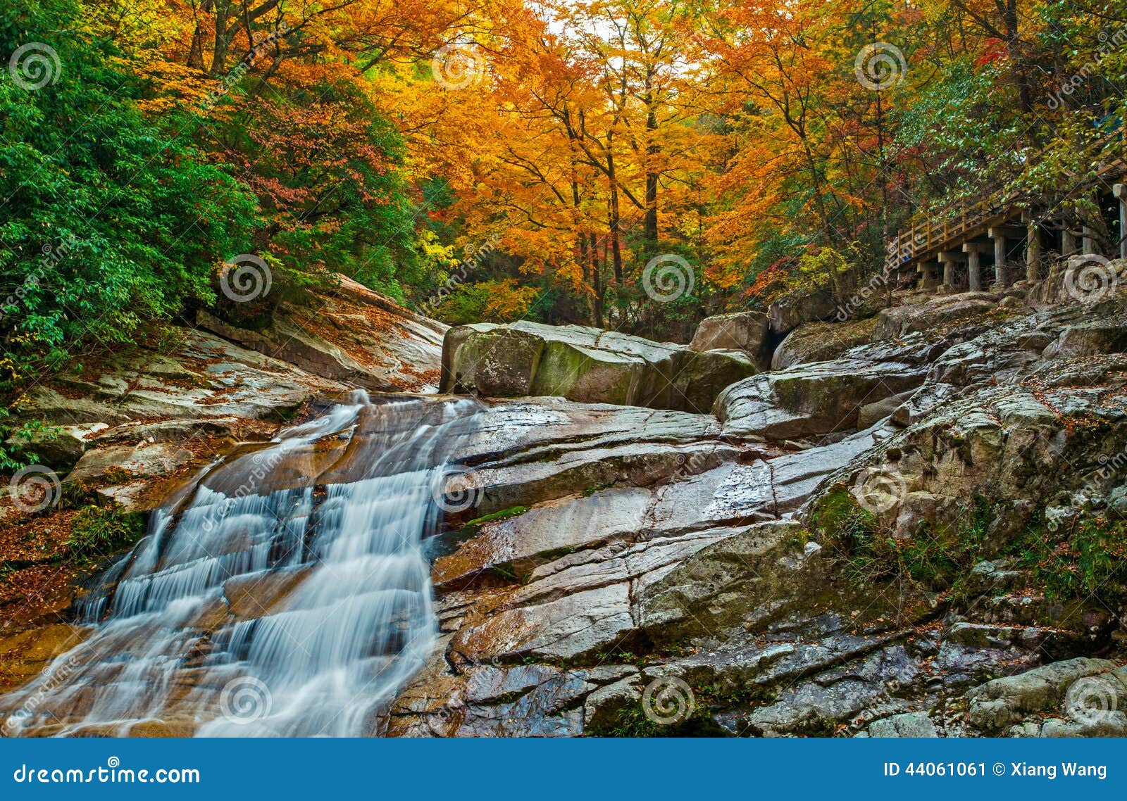 The autumn forest falls stock image. Image of landscape - 44061061