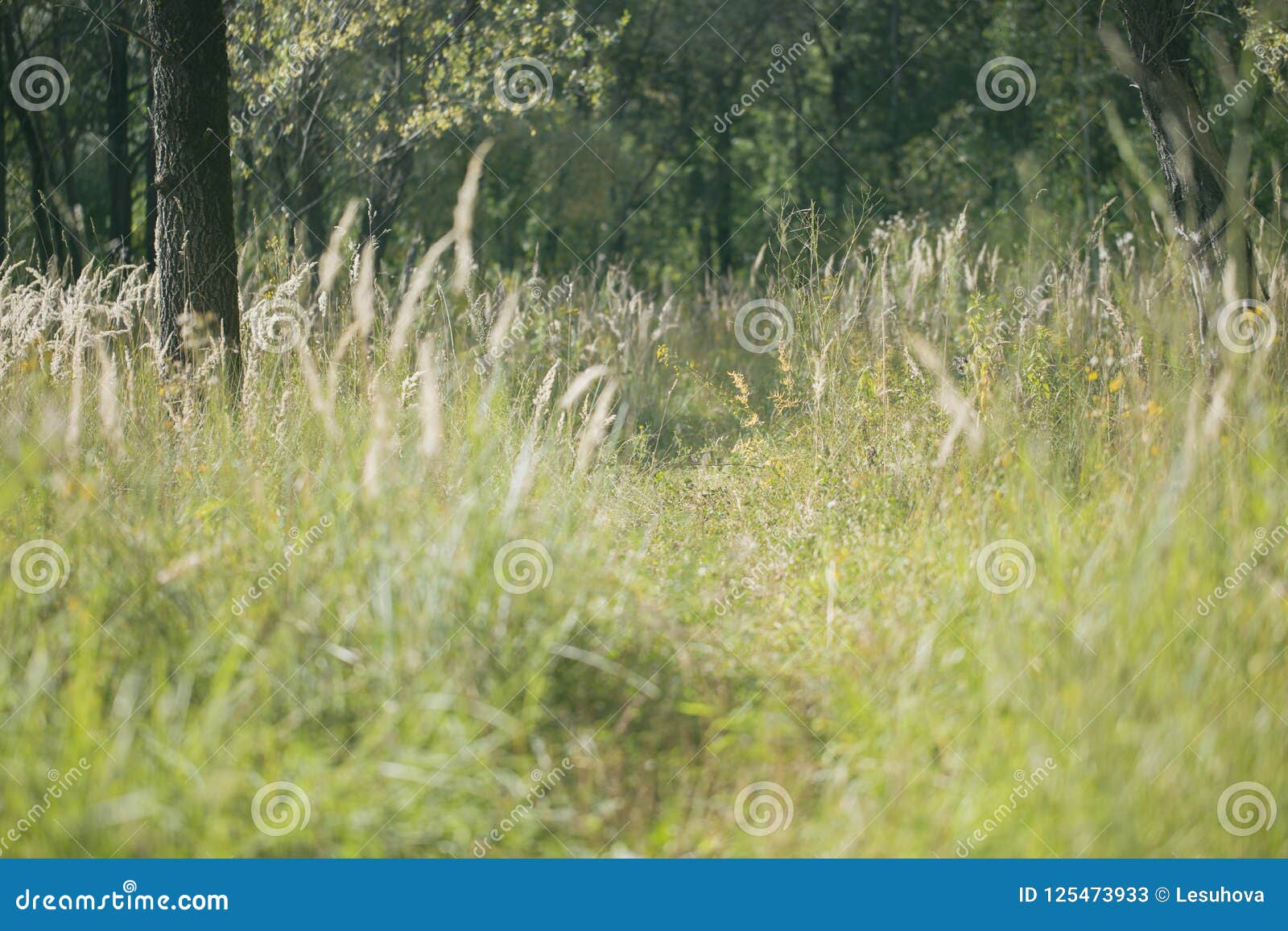 Autumn Forest and Feather Grass Stock Image - Image of outdoor ...