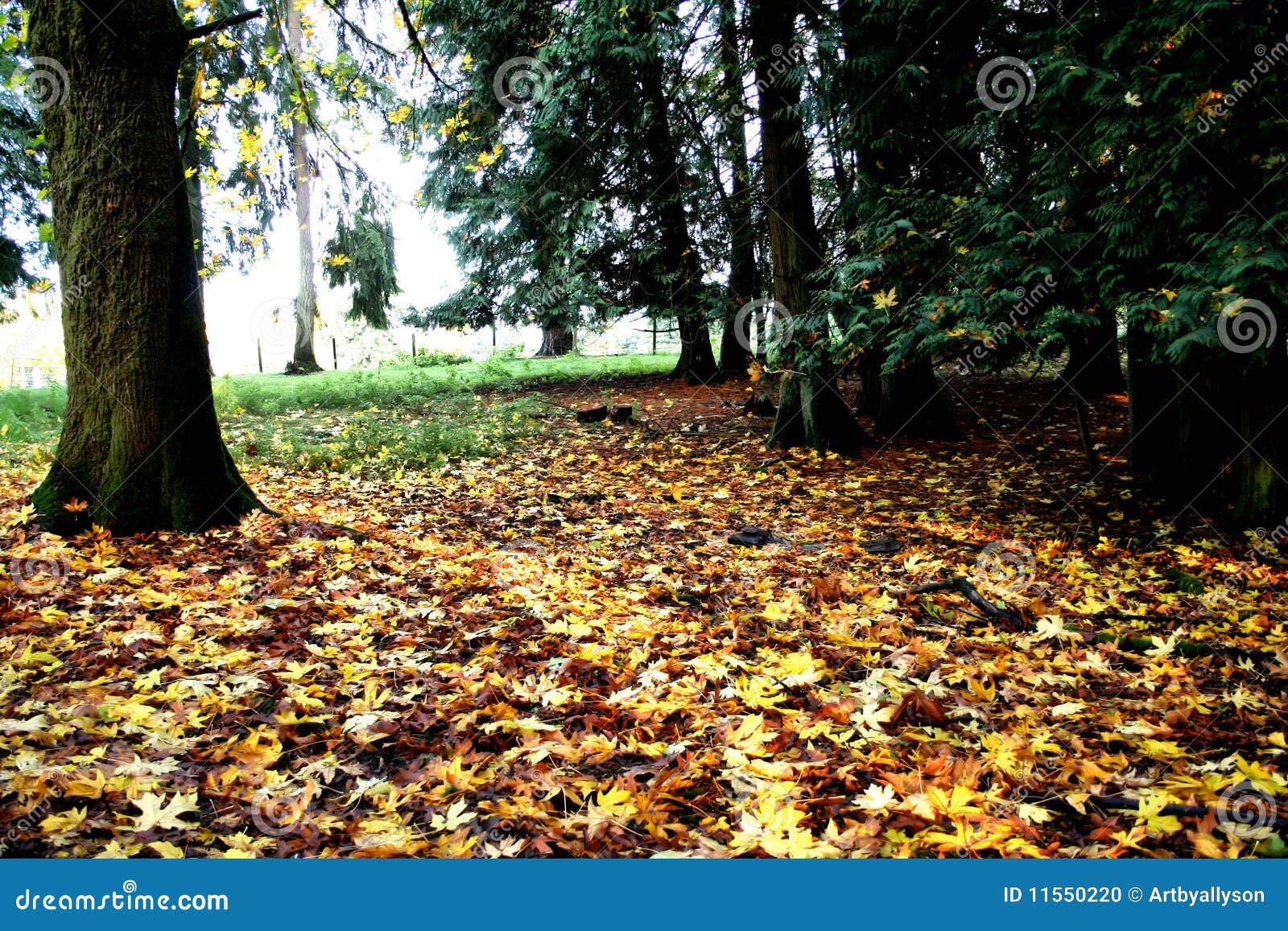 Autumn Forest Floor stock photo. Image of woods, floor - 11550220