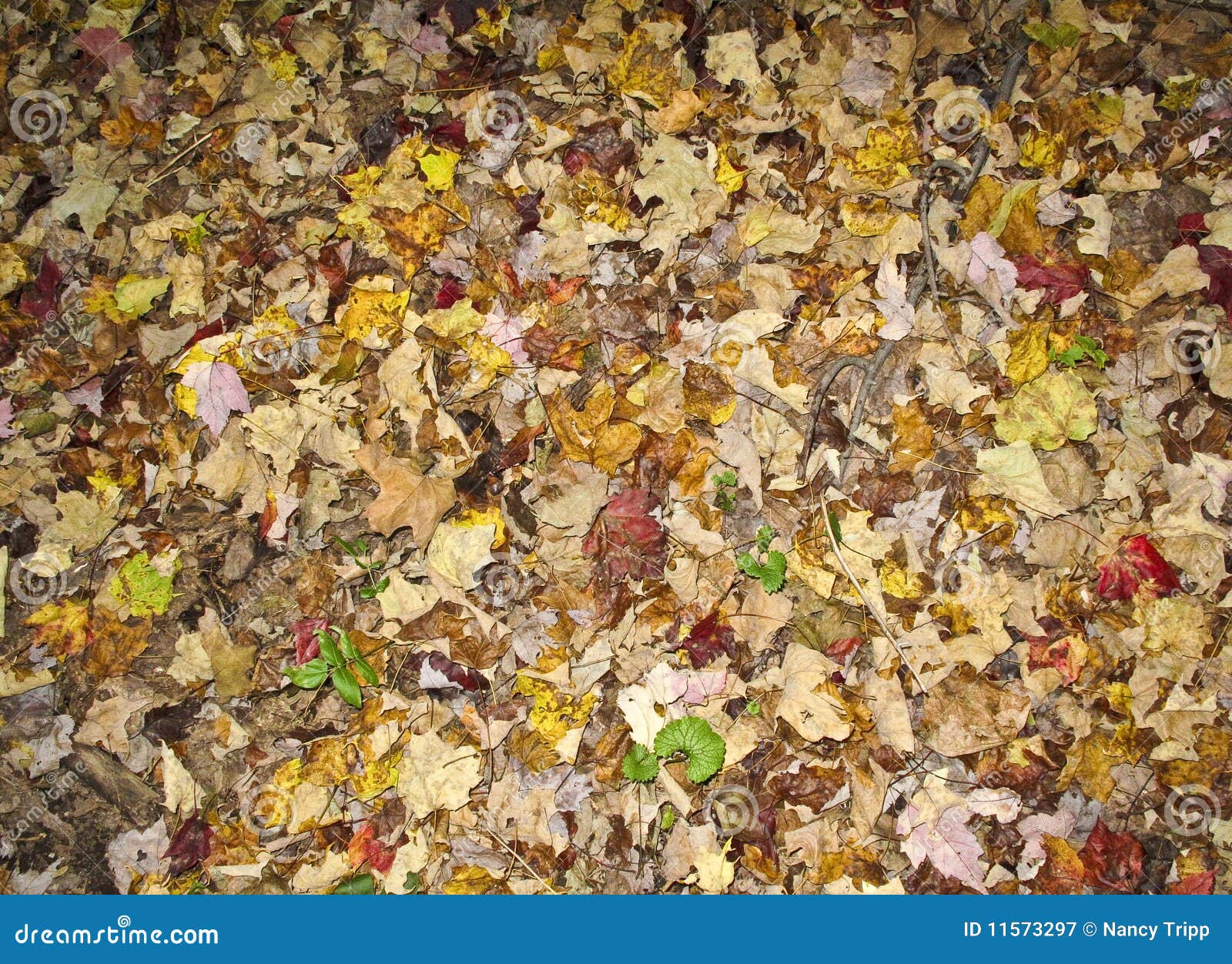 Autumn Forest Floor stock image. Image of foliage, floor - 11573297
