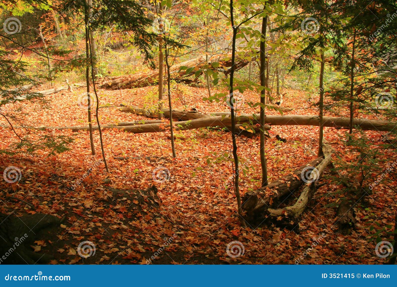 Autumn on the Forest Floor stock image. Image of scenery - 3521415