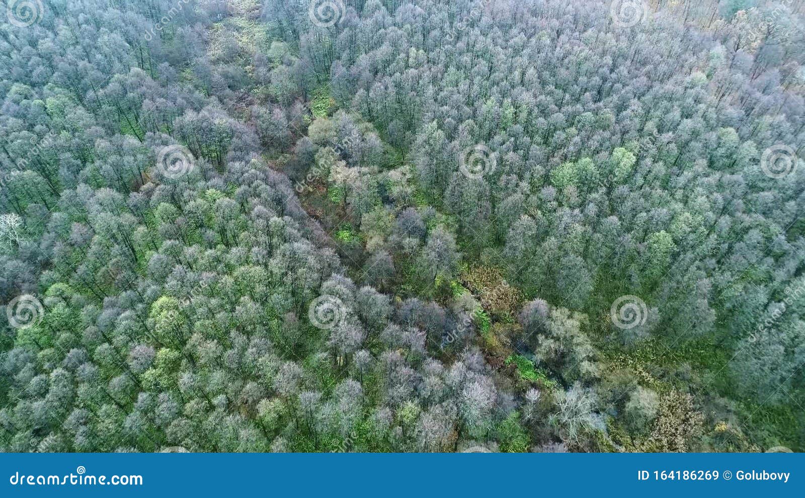 Autumn Forest Flyover Naked Trees Crowns Scenery Stock Video - Video of ...