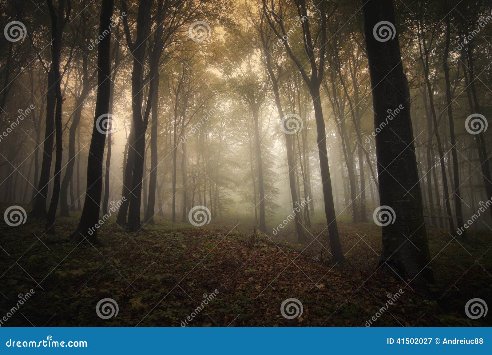 Autumn in Forest with Fog and Light Stock Image - Image of misty ...