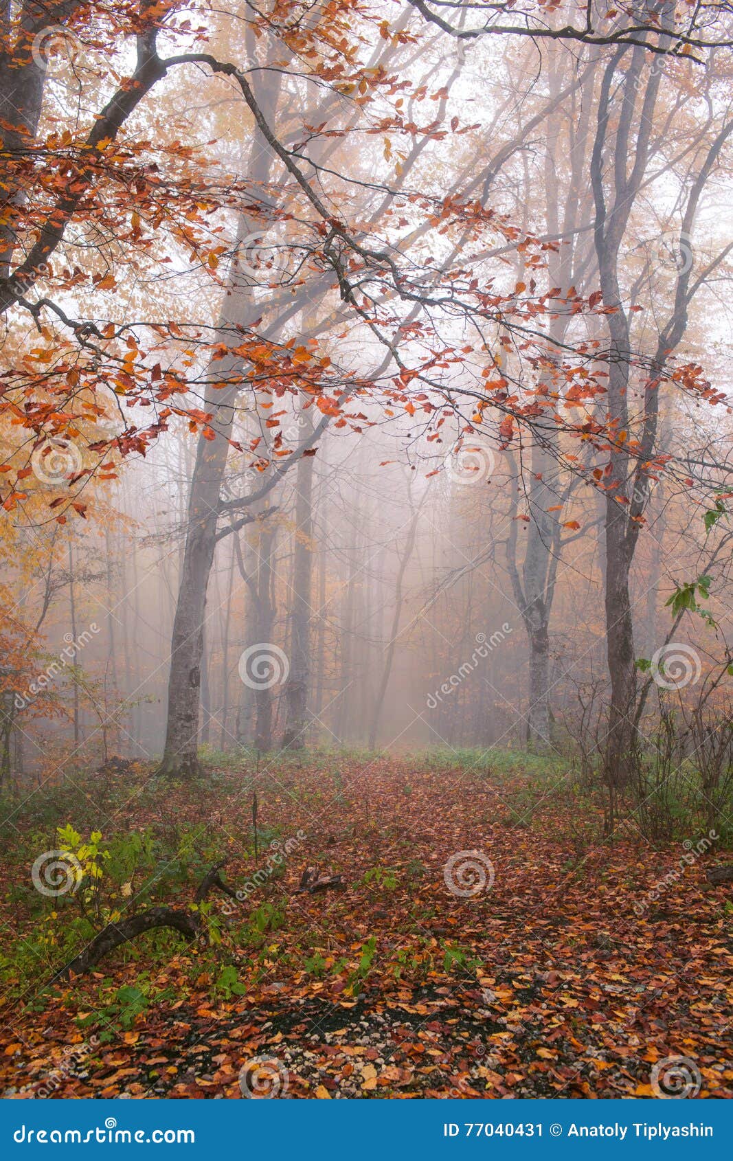 Autumn forest in fog stock image. Image of foliage, nature - 77040431