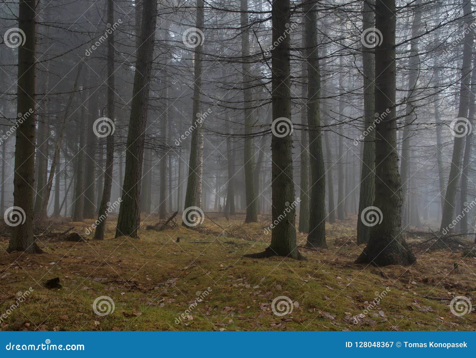 Autumn forest in the fog. stock image. Image of woods - 128048367