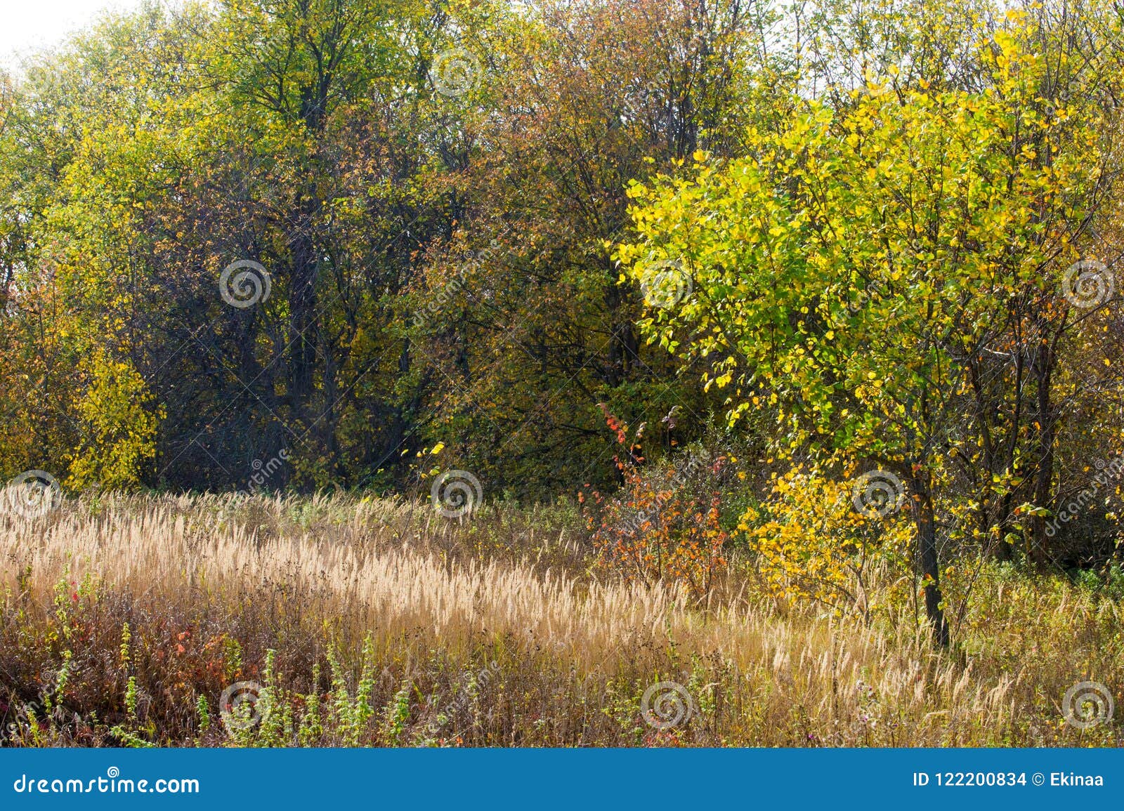 Autumn in the Forest, the Forest Deciduous Tree, Fall Colors Painted ...