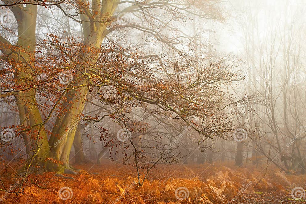 Autumn Forest Glade stock image. Image of autumnal, mist - 37650701
