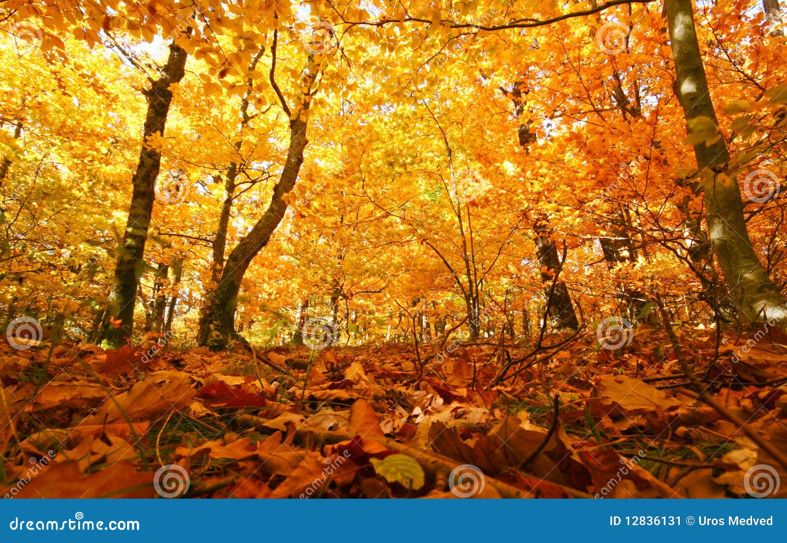 Autumn Forest with Gold Colors Stock Image - Image of autumn ...