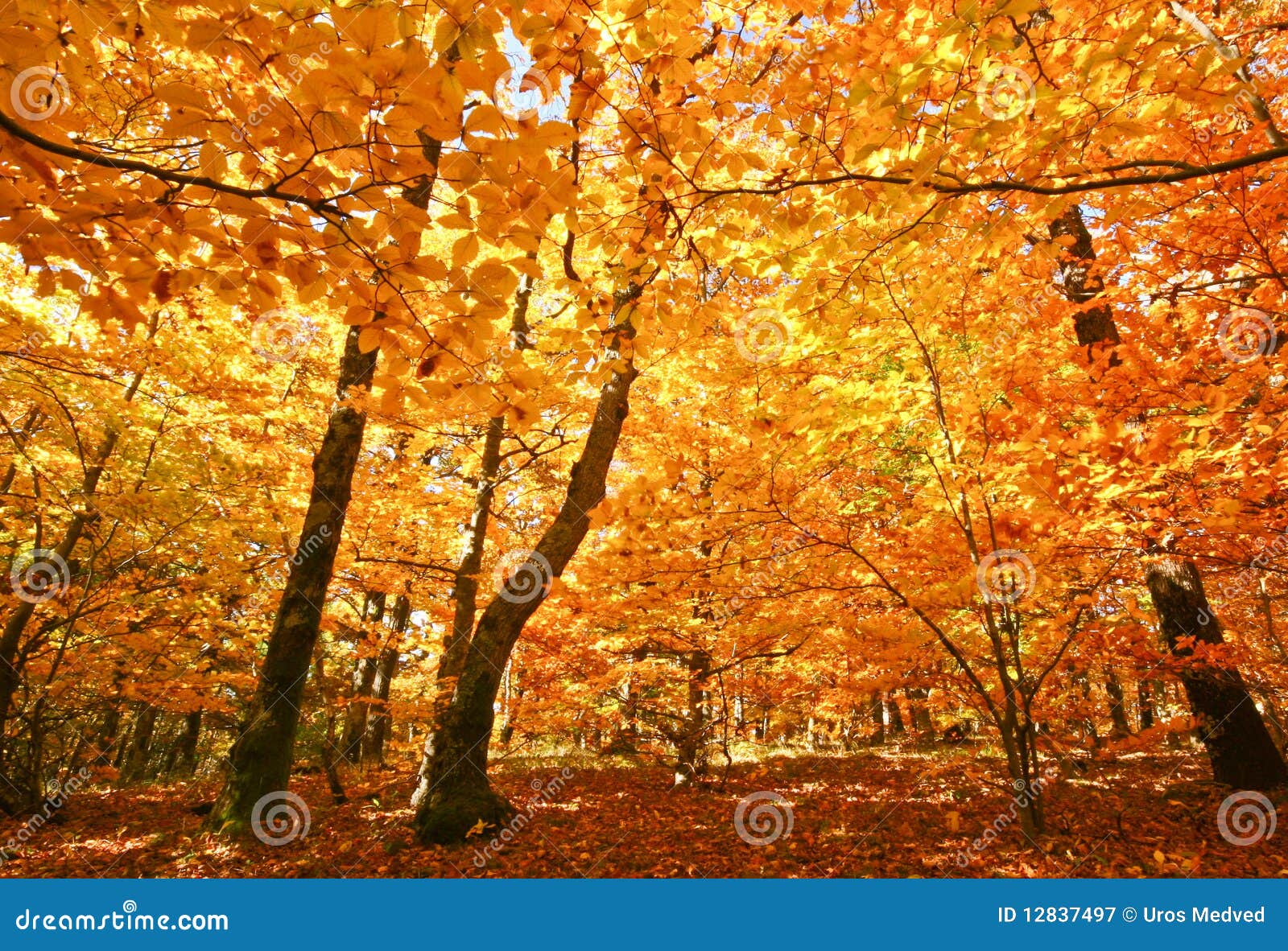 Autumn Forest with Gold Colors Stock Image - Image of landscape ...