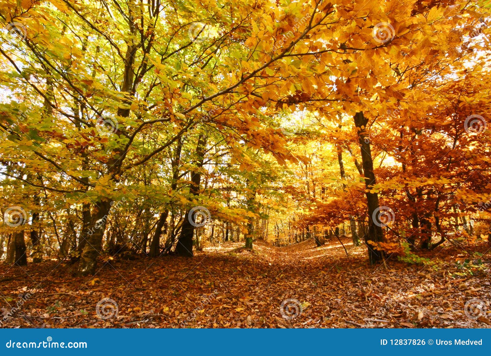 Autumn Forest with Gold Colors Stock Photo - Image of autumn ...