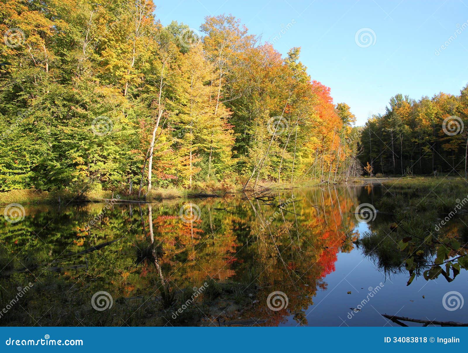 Autumn in a forest. stock photo. Image of nature, leaf - 34083818