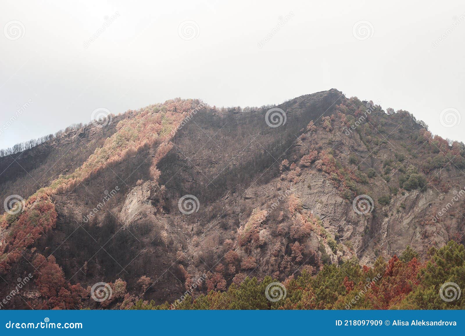 Autumn Forest Growing on the Mountainside Stock Image - Image of fall ...