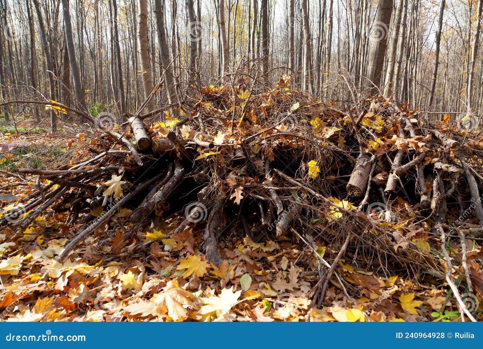 Autumn Forest with a Heap of Tree Branches and Fallen Leaves Stock ...