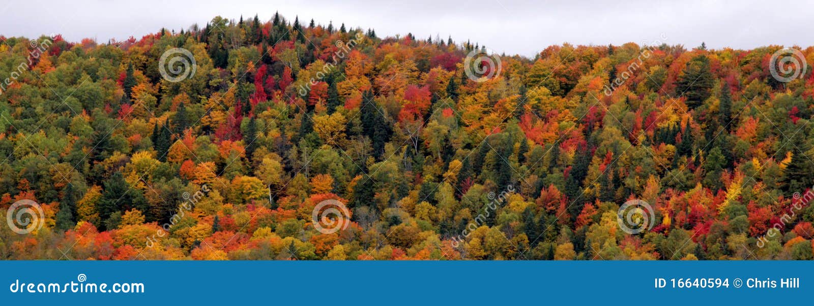 Autumn Forest on a Hill stock photo. Image of forests - 16640594