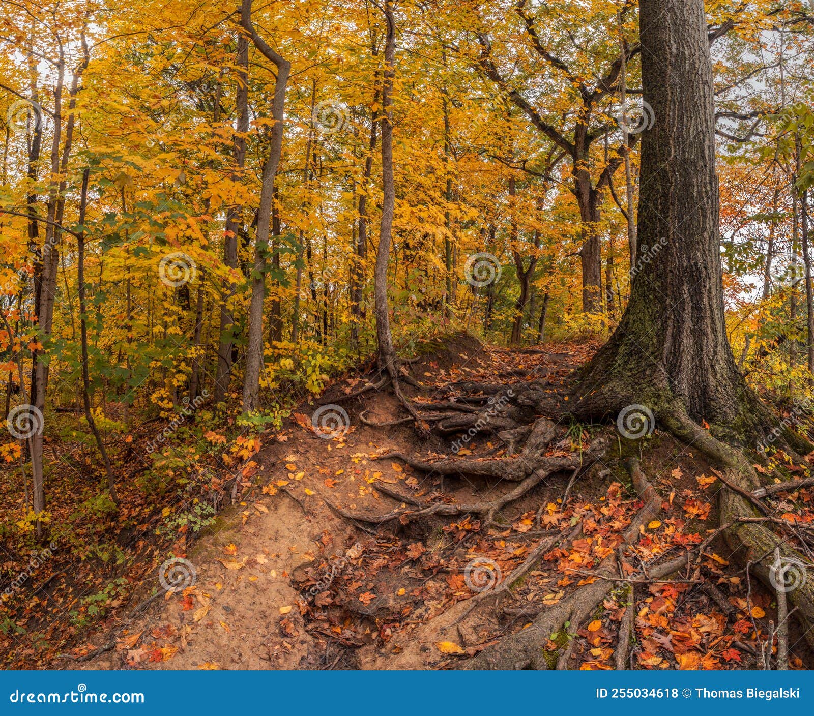 Autumn Forest Hill Path with Tree Roots Stock Photo - Image of nature ...