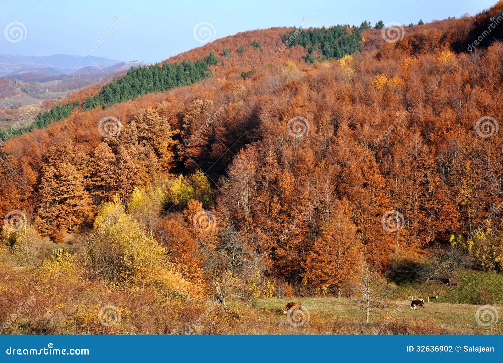 Autumn forest on the hills stock photo. Image of flora - 32636902