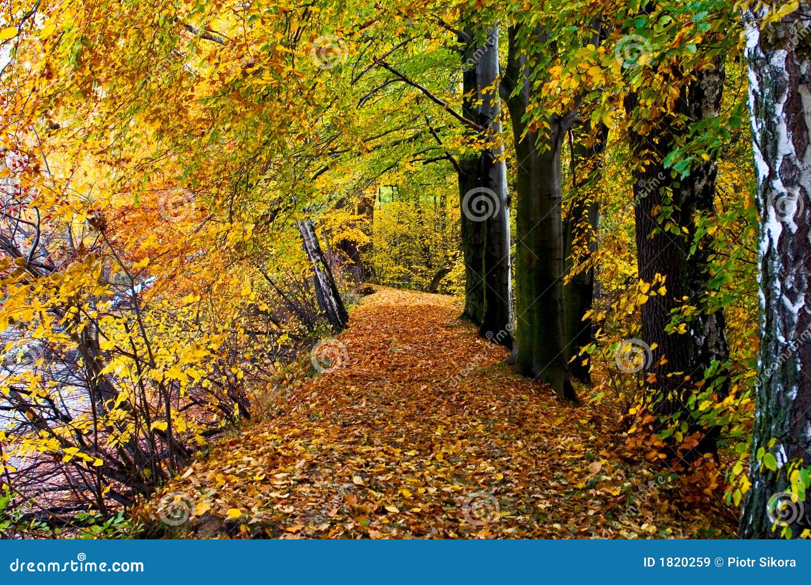 Autumn forest, horizontal stock image. Image of branches - 1820259