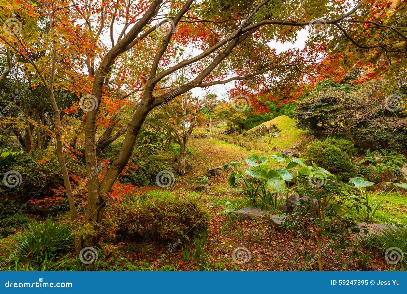 Autumn forest in Japan stock image. Image of japan, orange - 59247395