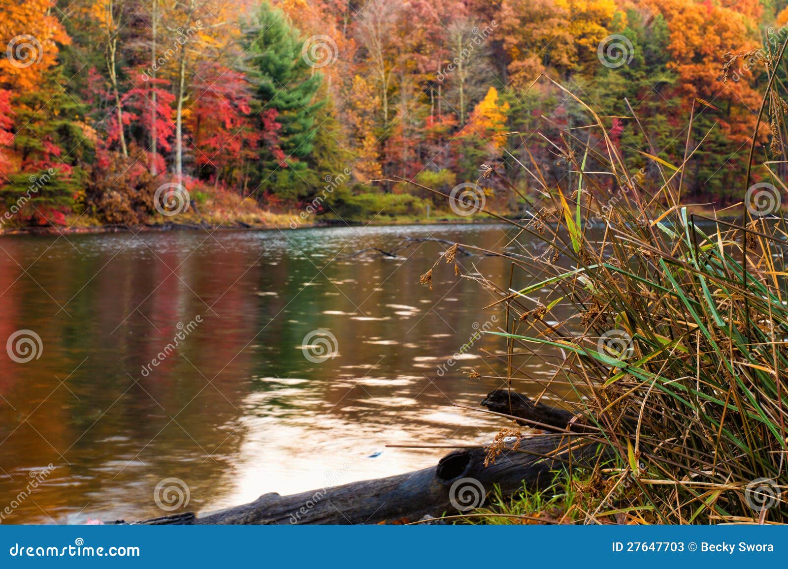 Autumn Forest by the Lake stock image. Image of fall - 27647703